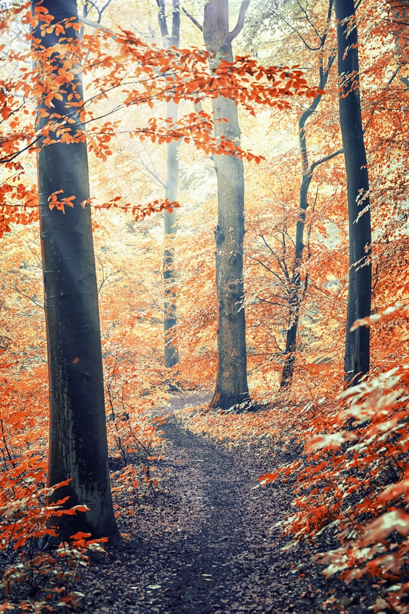 German Autumn wallpaper | Happywall