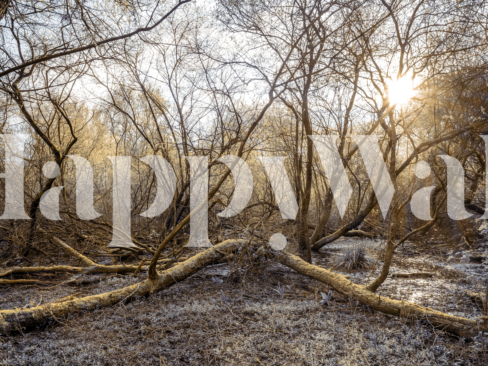 Wet Woodland Wallpaper - happywall.com