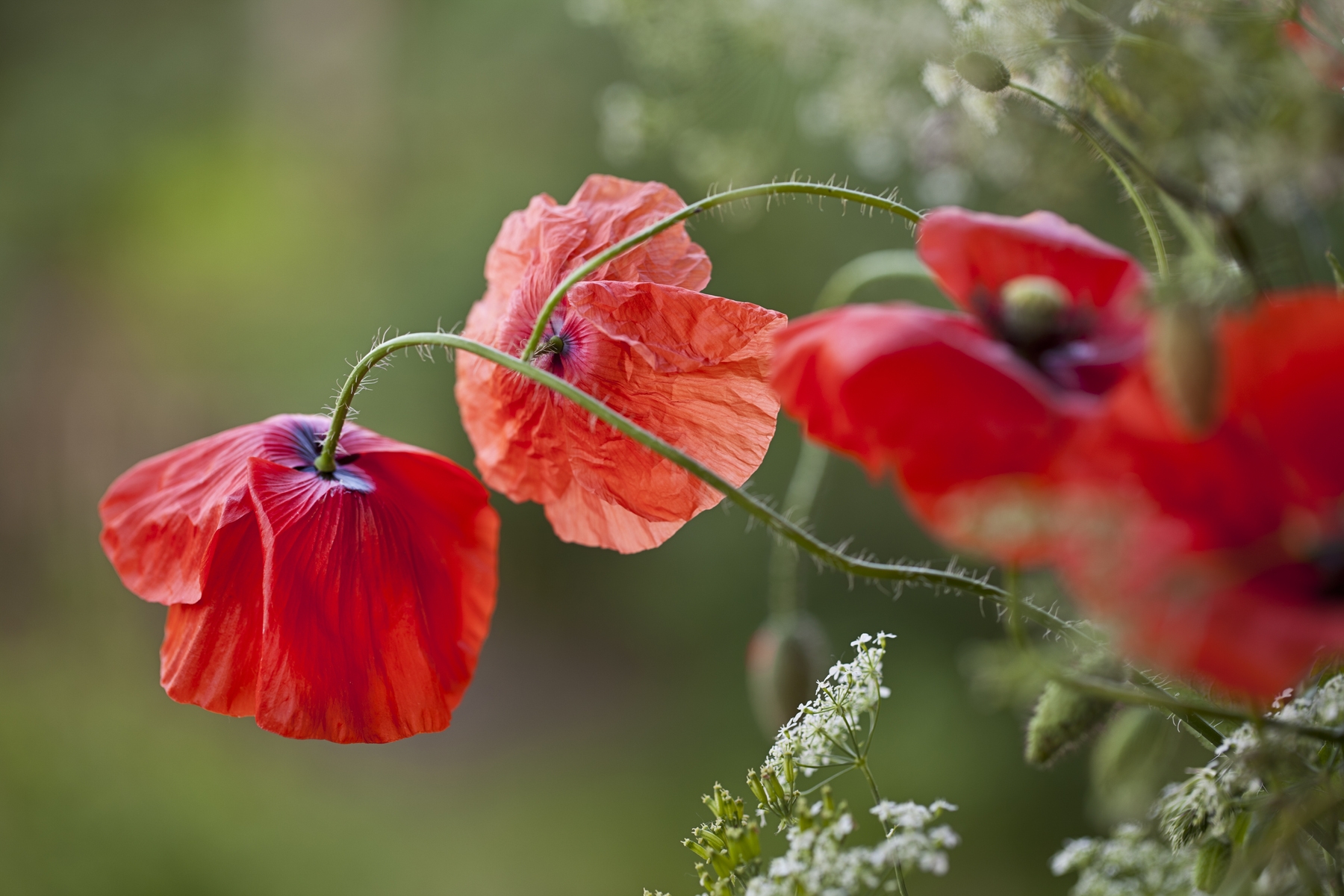 Poppy Flower Close Up wallpaper - Happywall