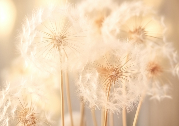 Fluff of Wishes wallpaper | Happywall