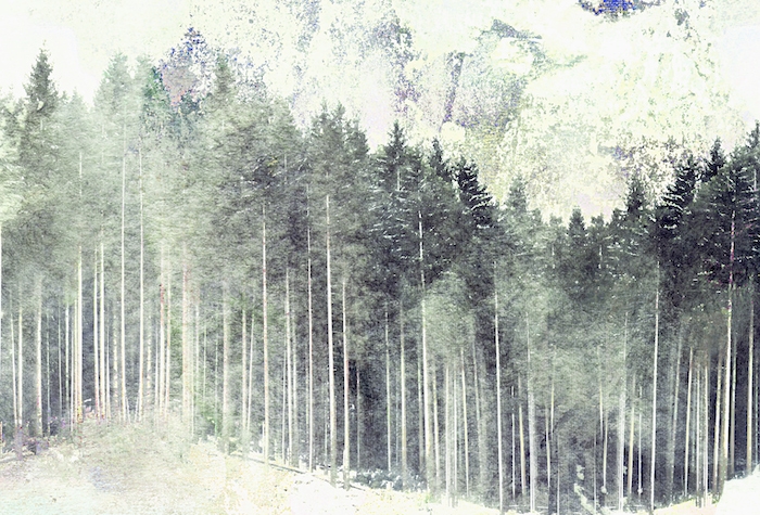 Pine Forest Grunge Wallpaper for Nature Lovers