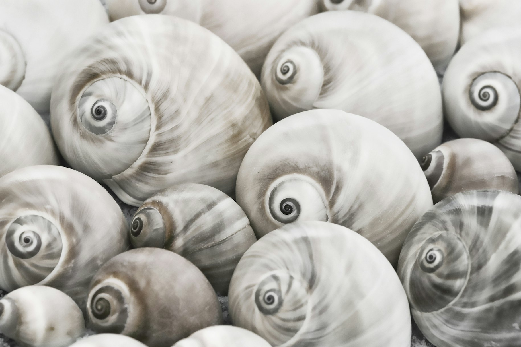 Sharks Eye Shells wallpaper - Happywall