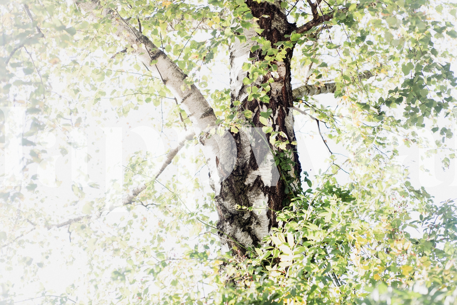 Dreamy Birch Tree Wallpaper for Nature Lovers