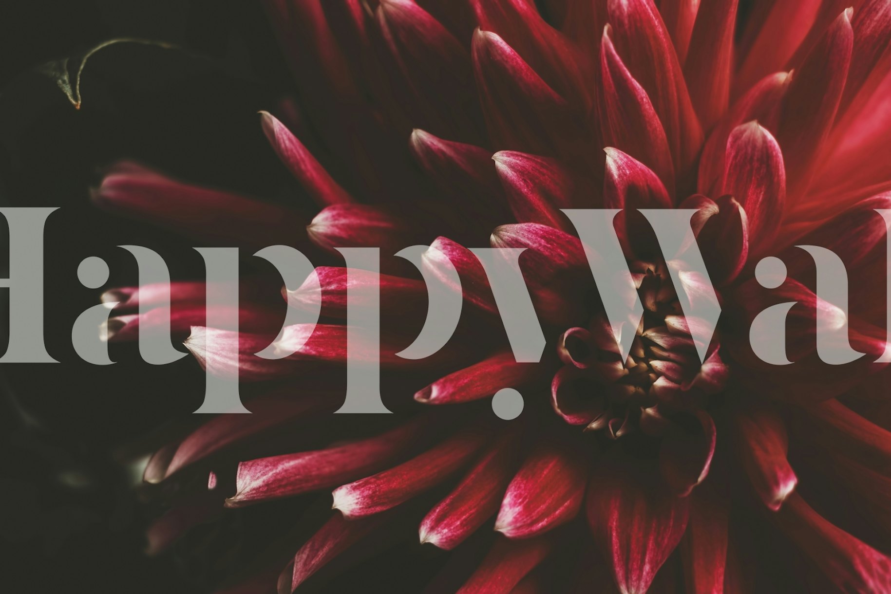 Red Flowers Wallpaper - Buy Ruby Red Dahlia Wallpaper Online | Happywall