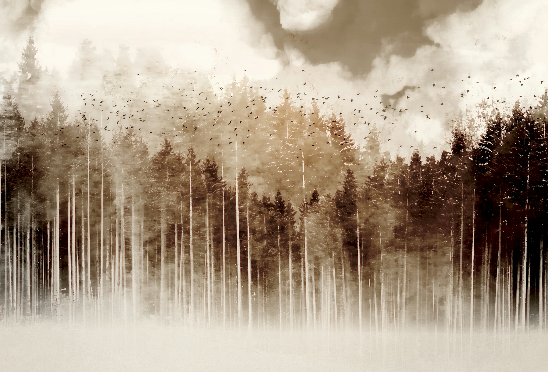 Dramatic Dream Forest Mystery wallpaper - Free shipping | Happywall