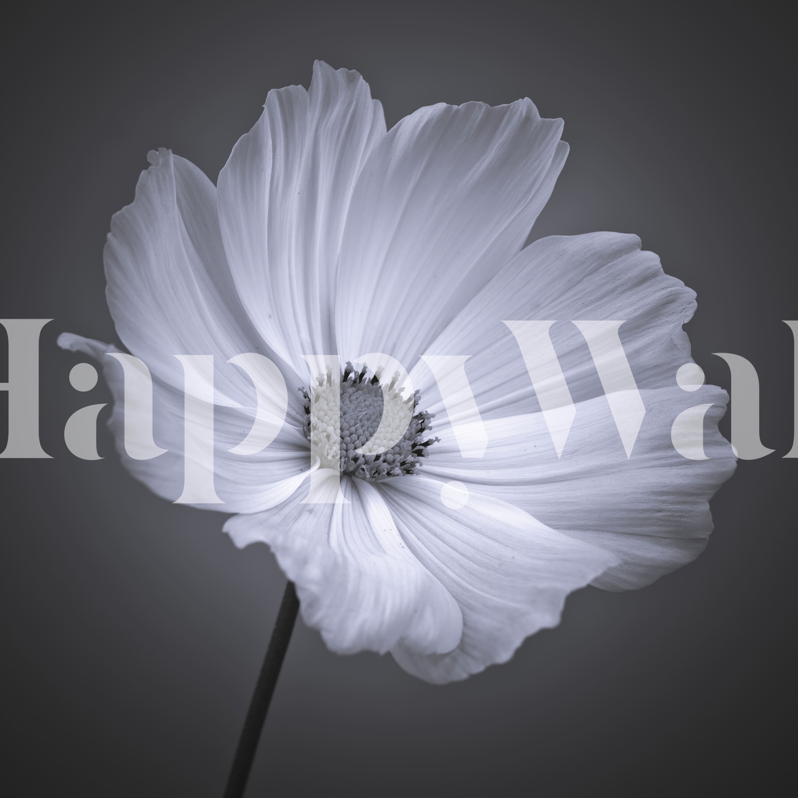 Delicate Charm Wallpaper | High-Quality Wallpapers from Happywall