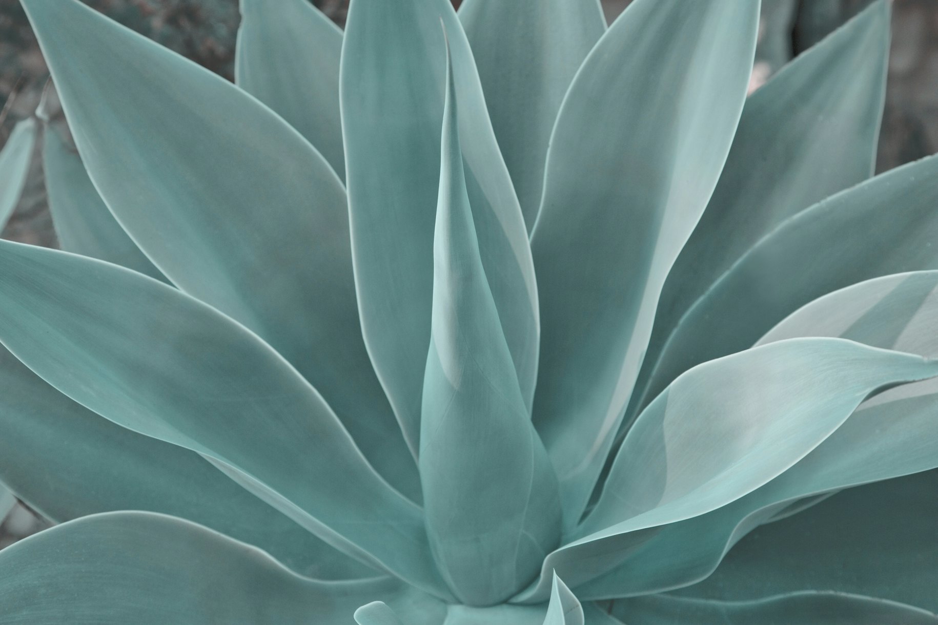 Azul Agave Plant wallpaper - Happywall