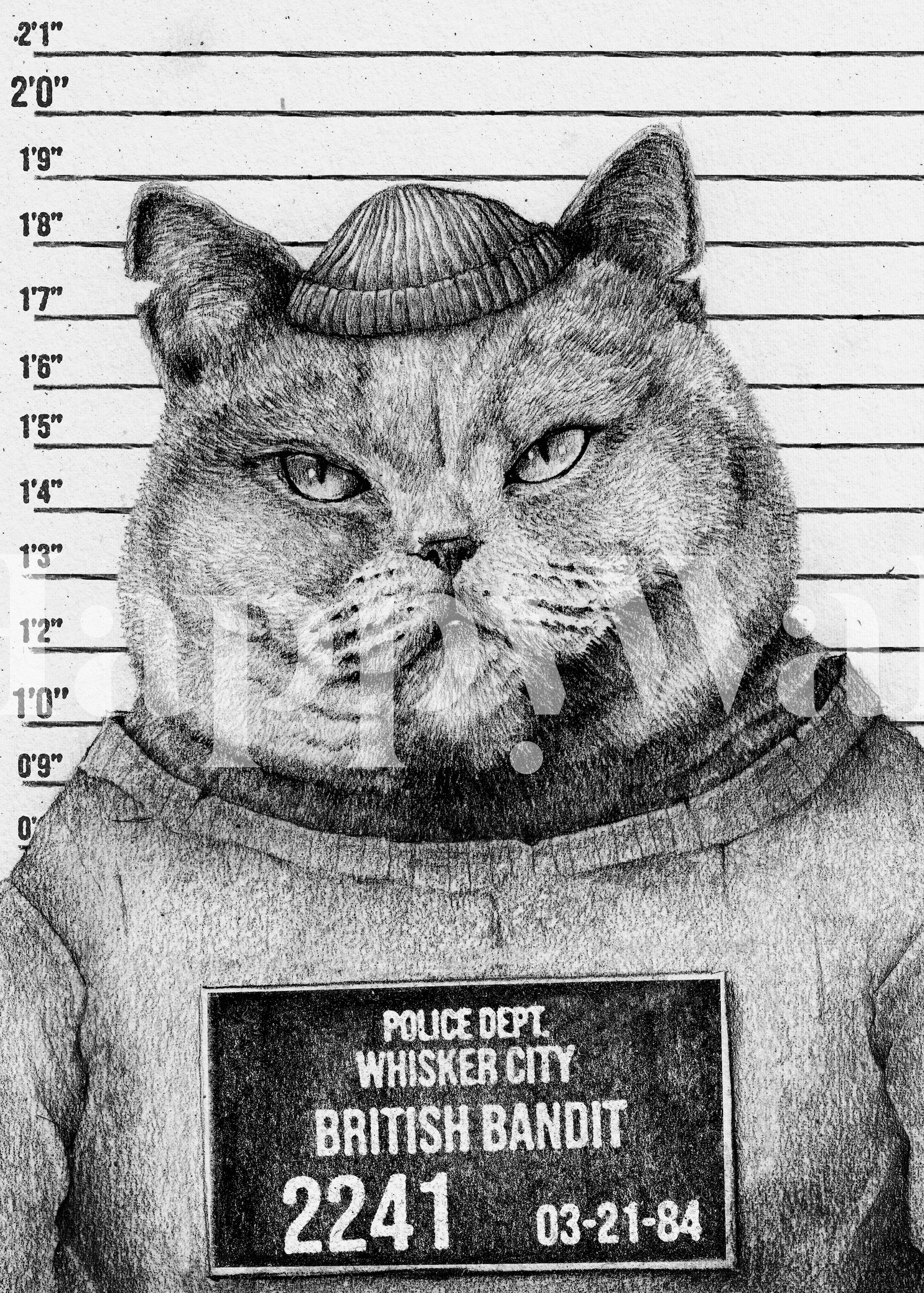 British Cat Mugshot Wallpaper