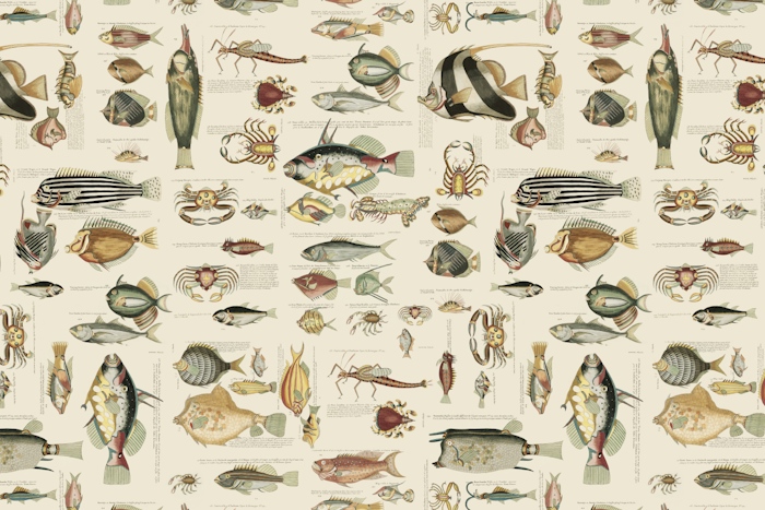Fish And Sea Life Illustration Tapet