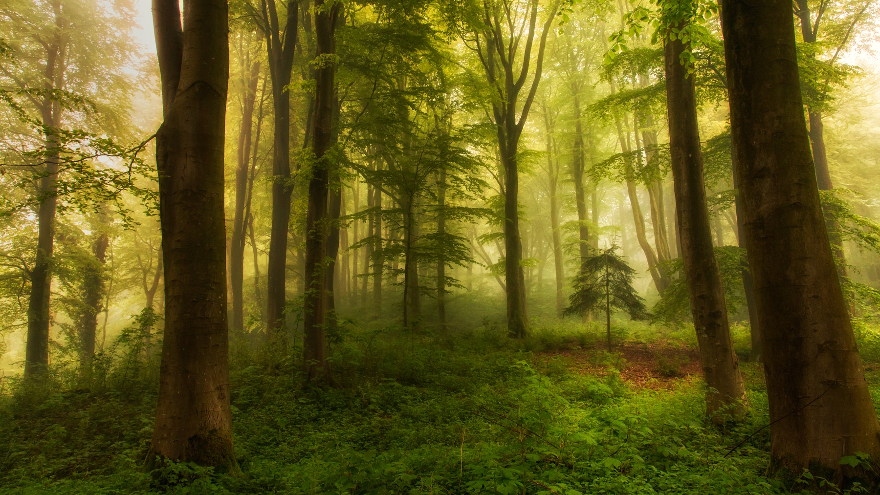 "The Little Tree Wallpaper - Happywall.com"