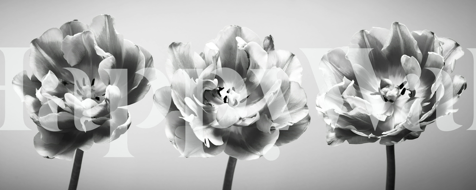 Tulip Triad Wallpaper | Happywall.com