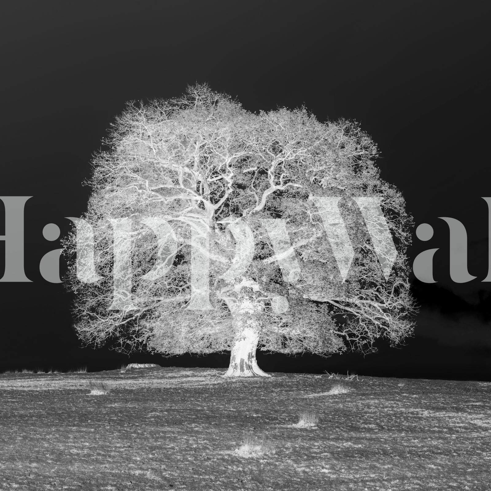 Silent Sentinel Wallpaper - happywall.com