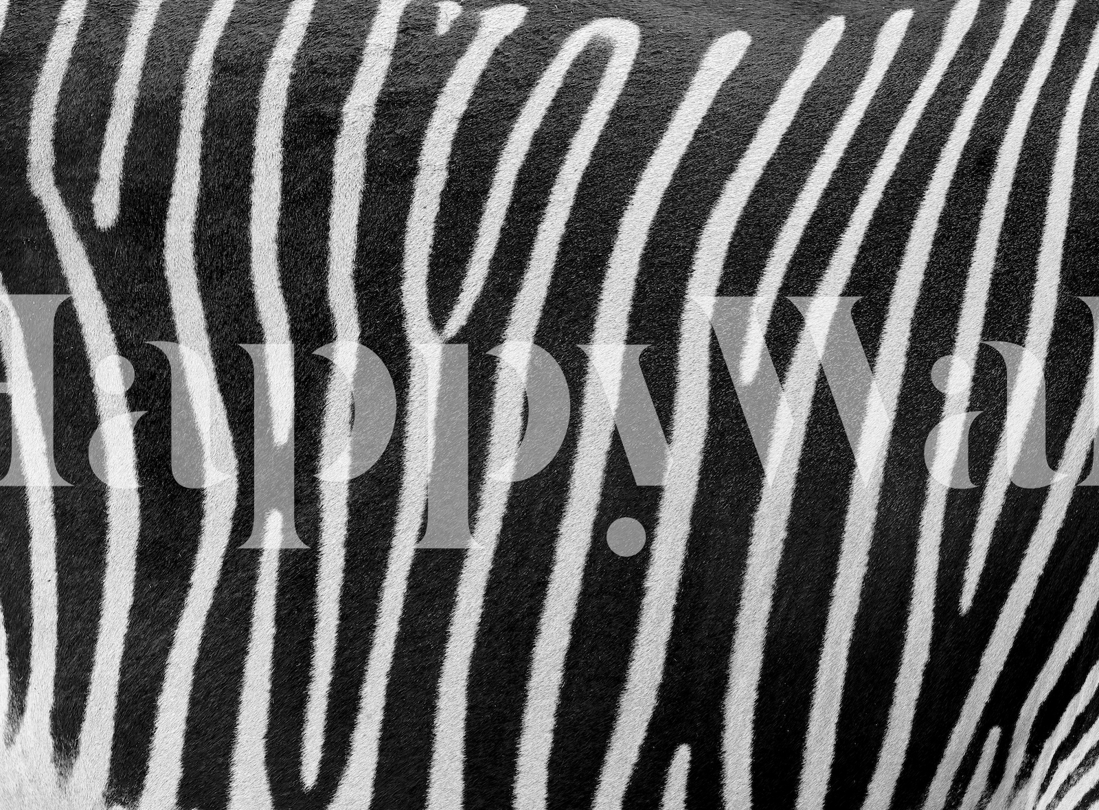 Black and White Zebra Striped Wallpaper