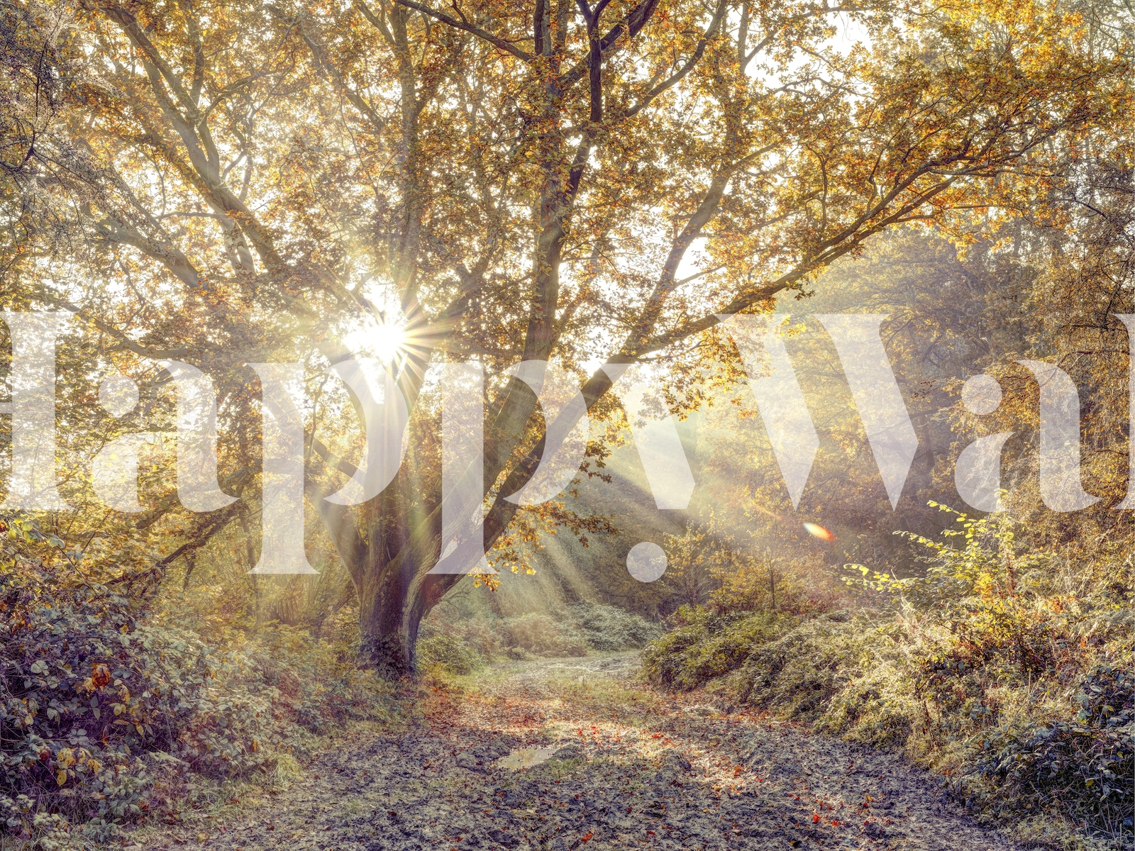 Immersed in Nature Wallpaper - happywall.com