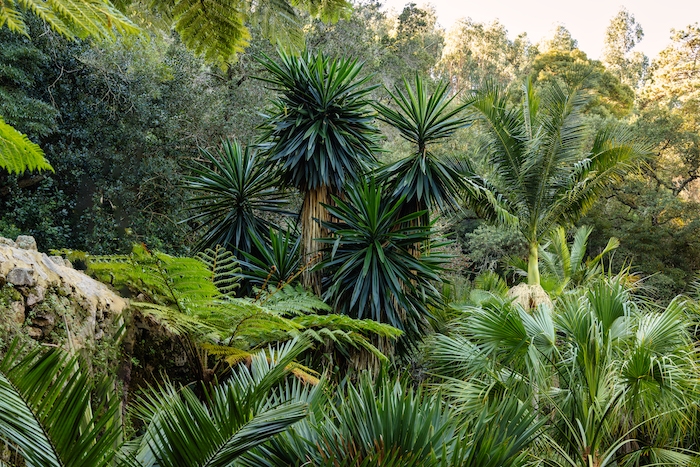 Deep jungle Wallpaper | happywall.com