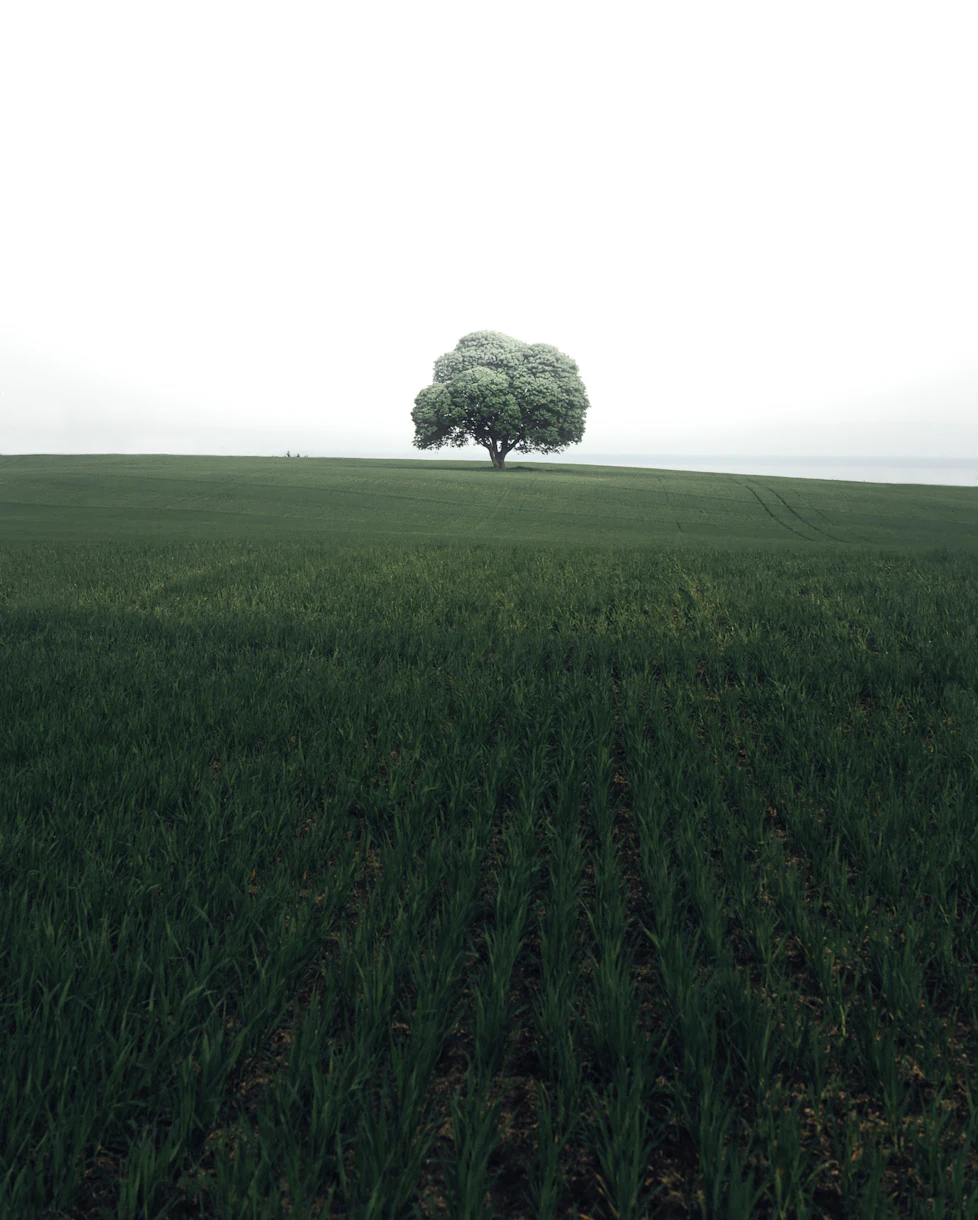 The lonely oak tree wallpaper - Happywall