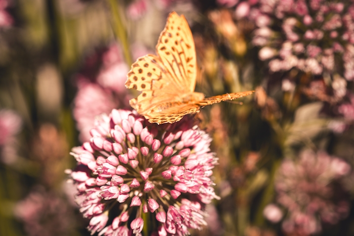 Butterfly at work Wallpaper - Happywall
