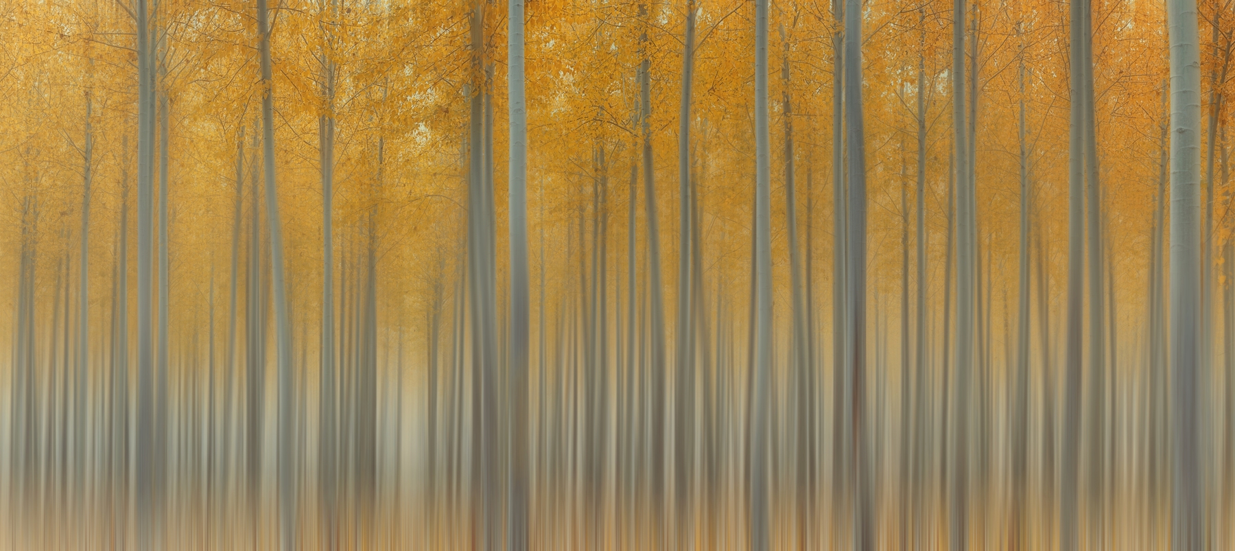 Autumn Delight Wallpaper | Happywall | Buy Online