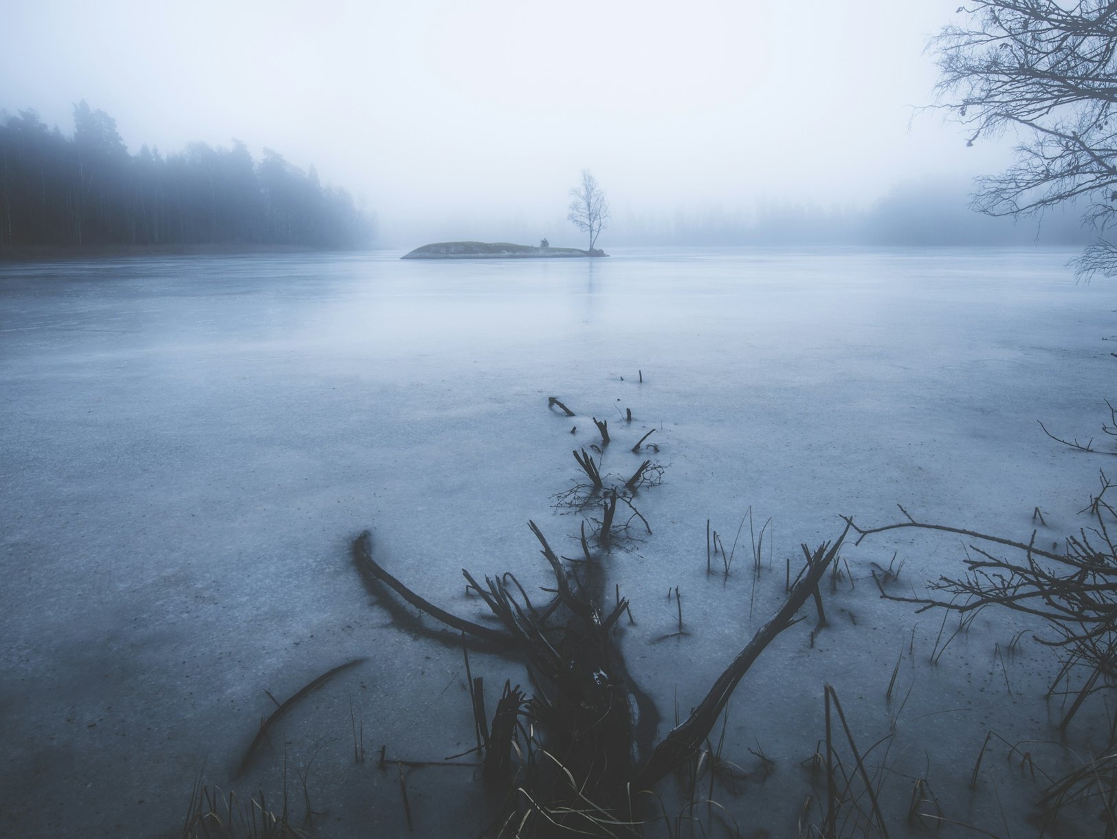 Dead Tree vs. Alive Tree Wallpaper - Happywall.com