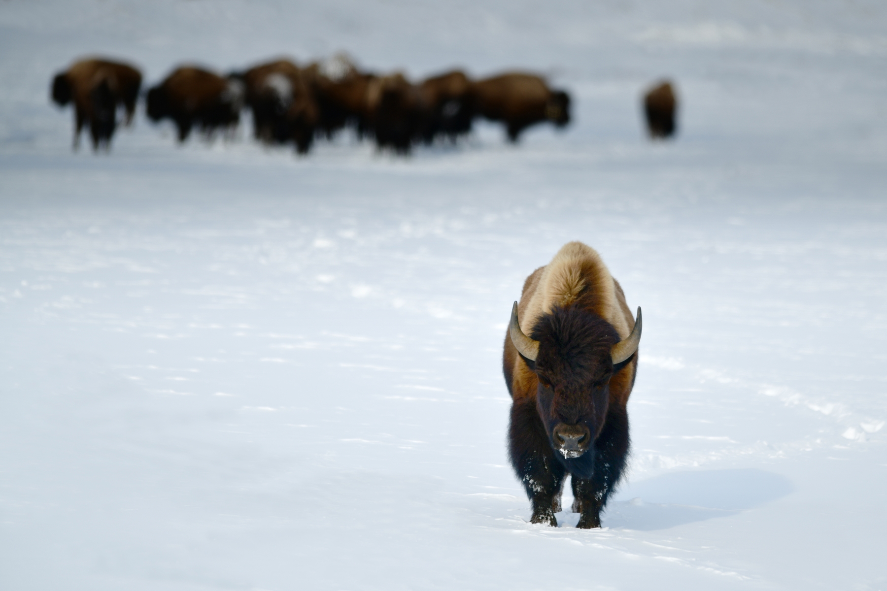 Alpha Male Bison Wallpaper | Buy Bison Wallpapers Online | Happywall