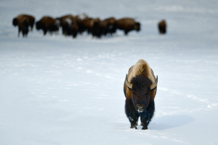 Alpha Male Bison Wallpaper | Buy Bison Wallpapers Online