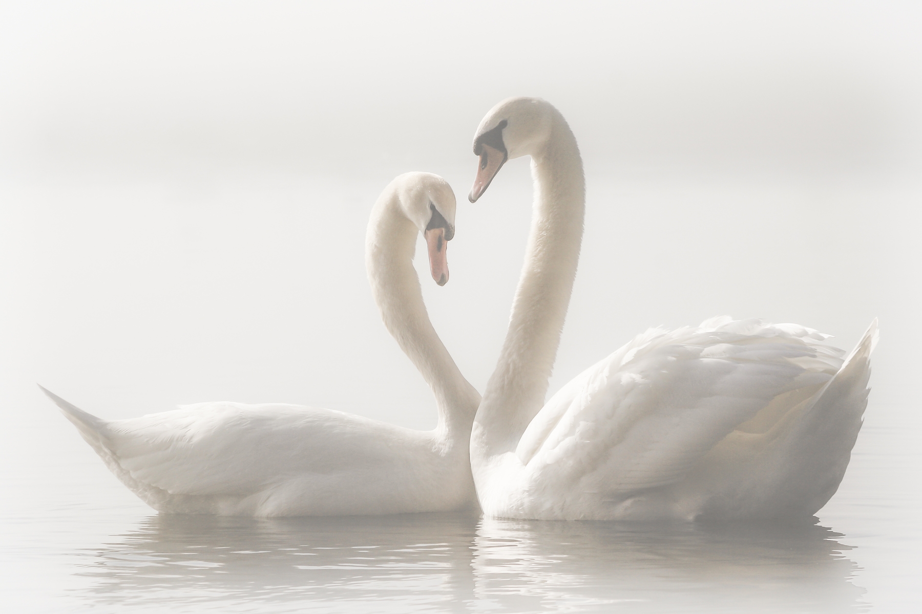 Forever Wallpaper - Buy Online at Happywall