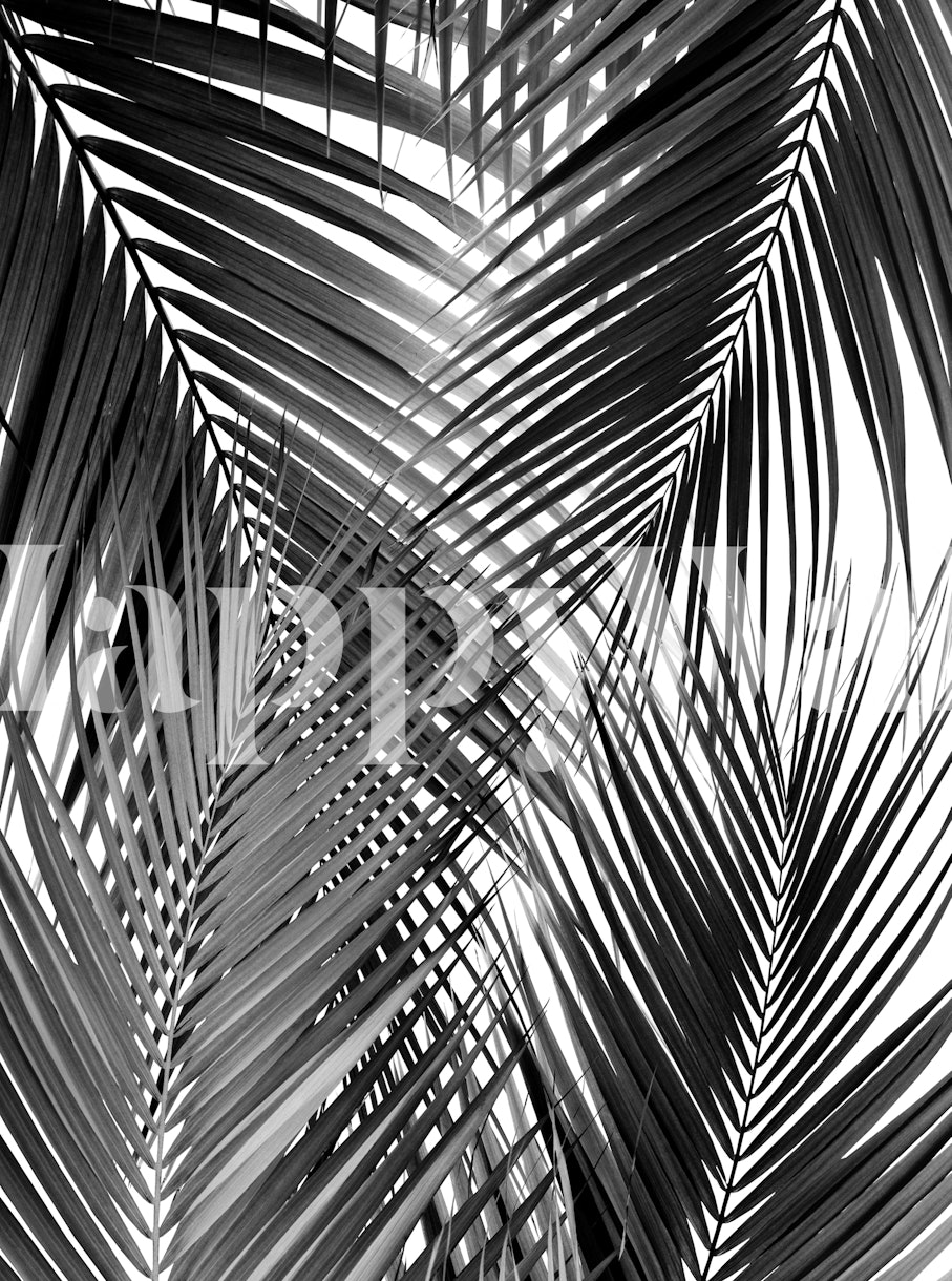 Black Palm Leaves Dream 3a wallpaper - Happywall