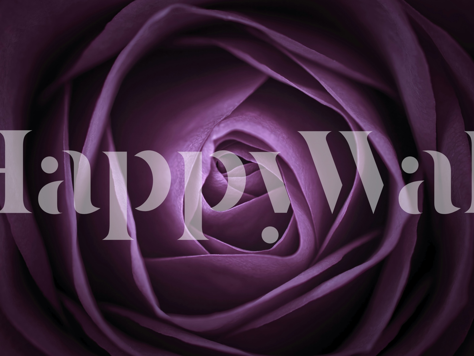 Purple Rose Wallpaper | Happywall.com