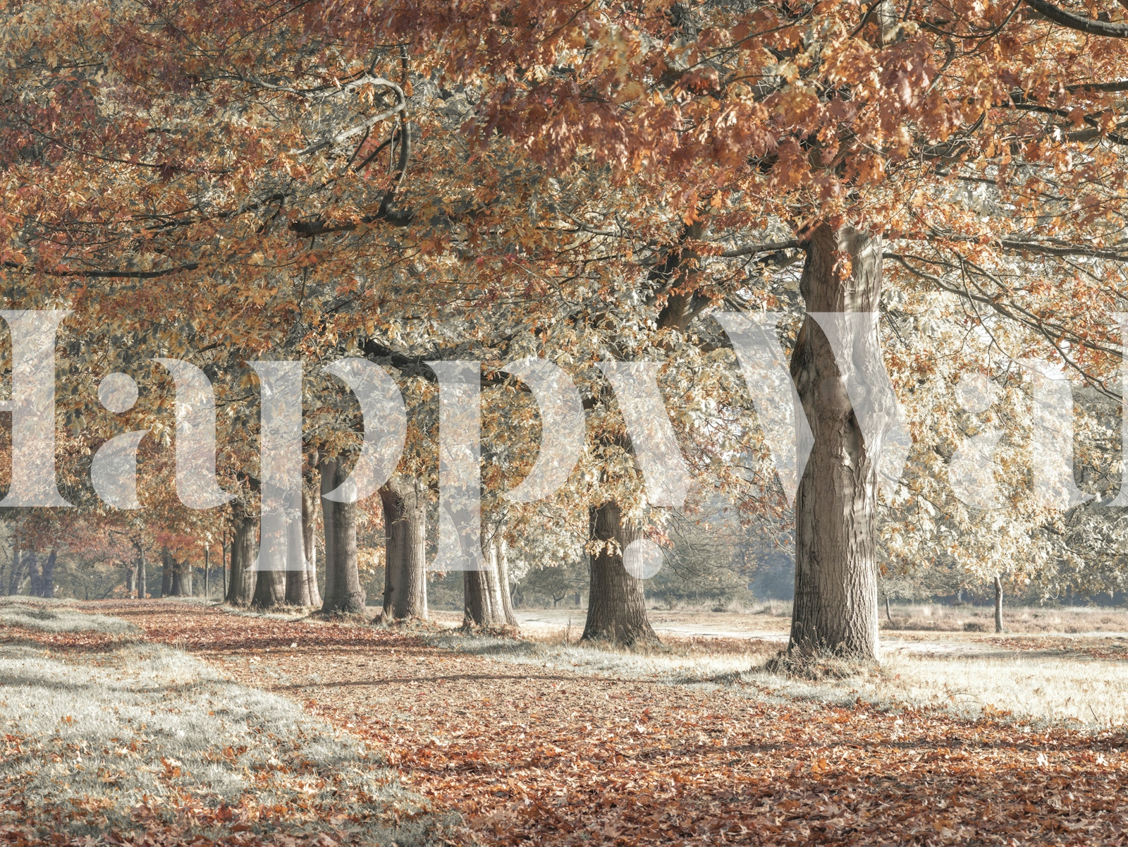 Fall Splendor Wallpaper - Happywall
