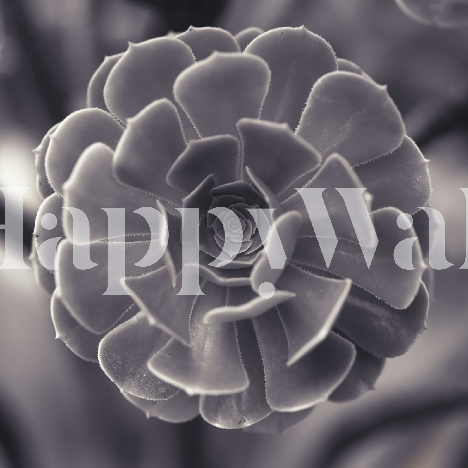 Aeonium Delight Wallpaper - Happywall