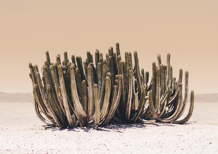 Peach Sky Cactus Desert Wallpaper - Happywall
