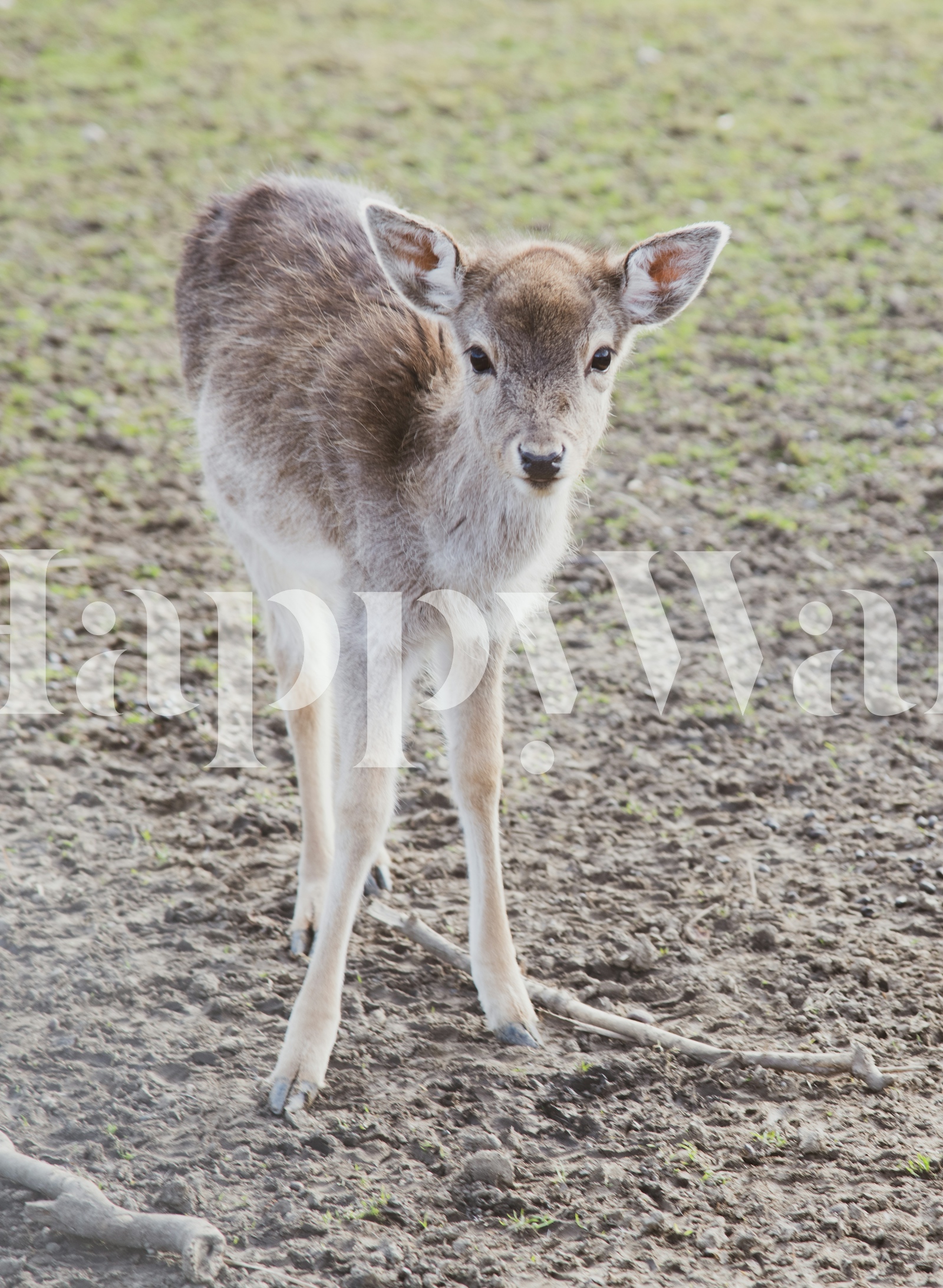 Fawn Bella 1 Wallpaper - happywall.com