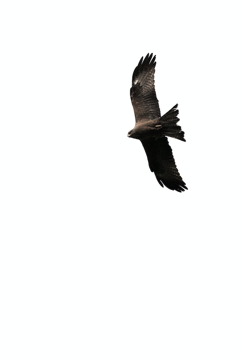 Buzzard Bird Wallpaper