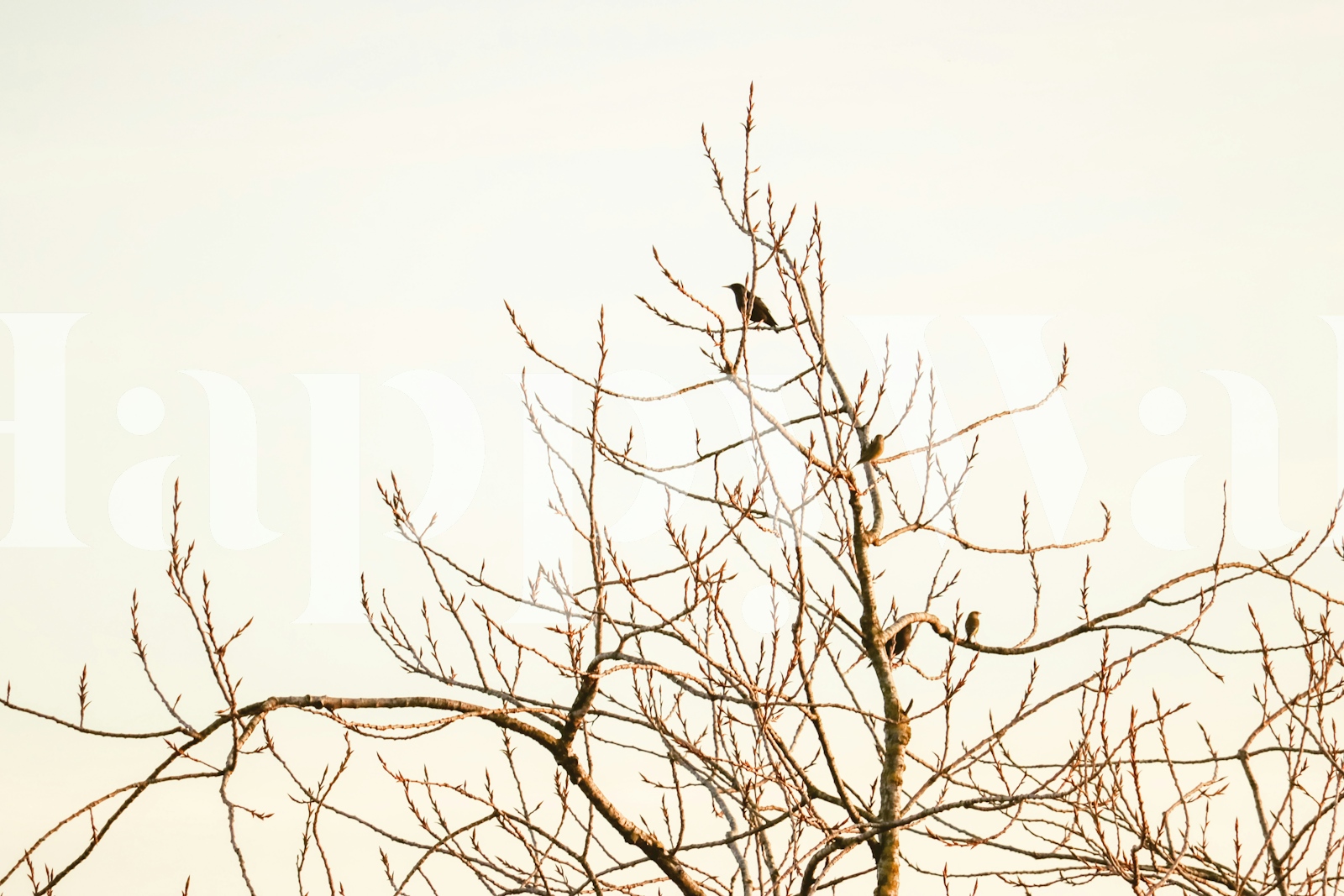 Tree Top Birds Wallpaper - happywall.com