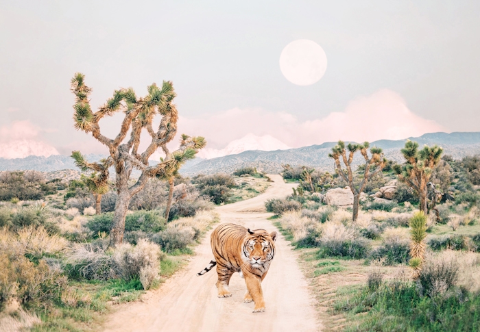 Wandering Tiger Desert Wallpaper