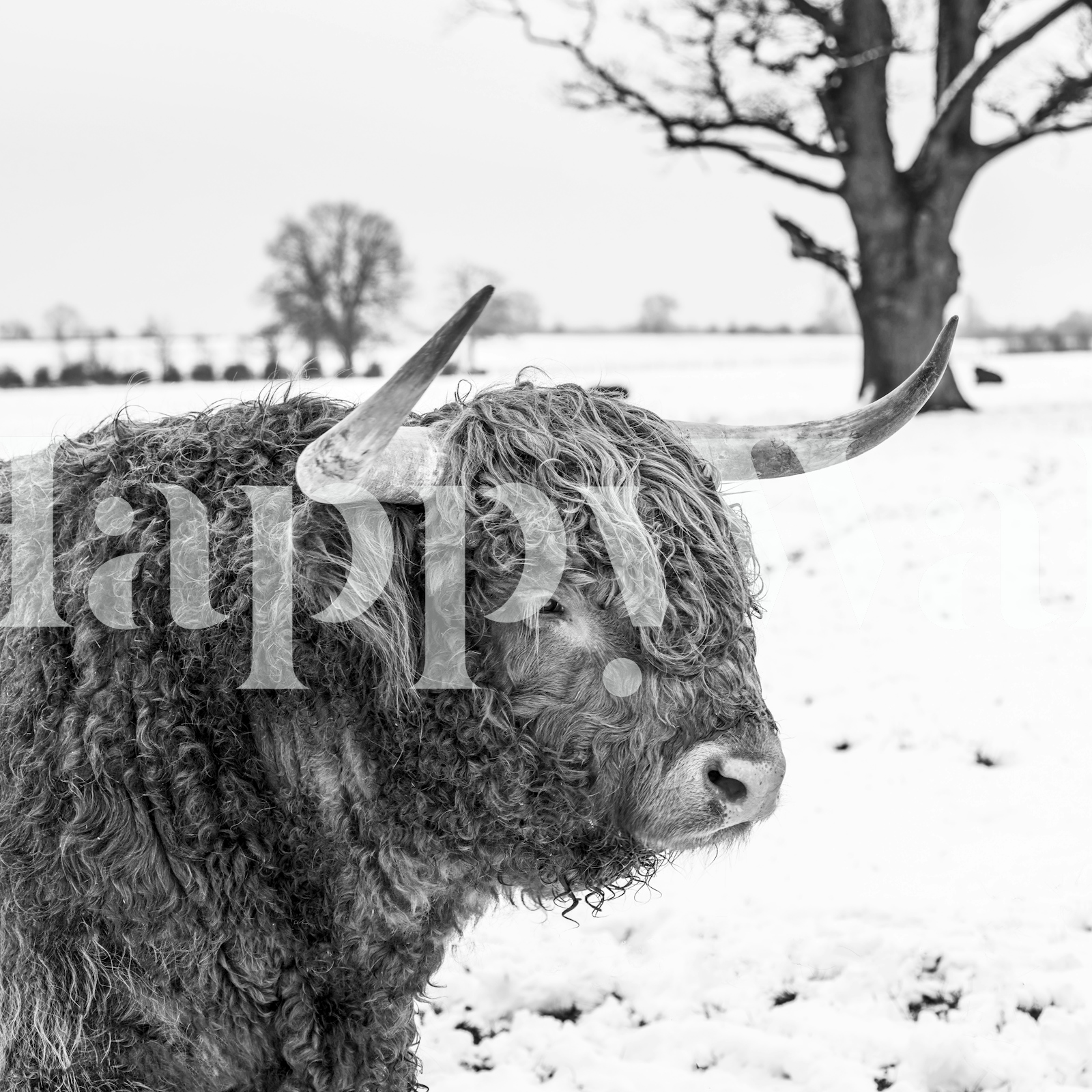 Highland Cow Wallpaper | happywall.com