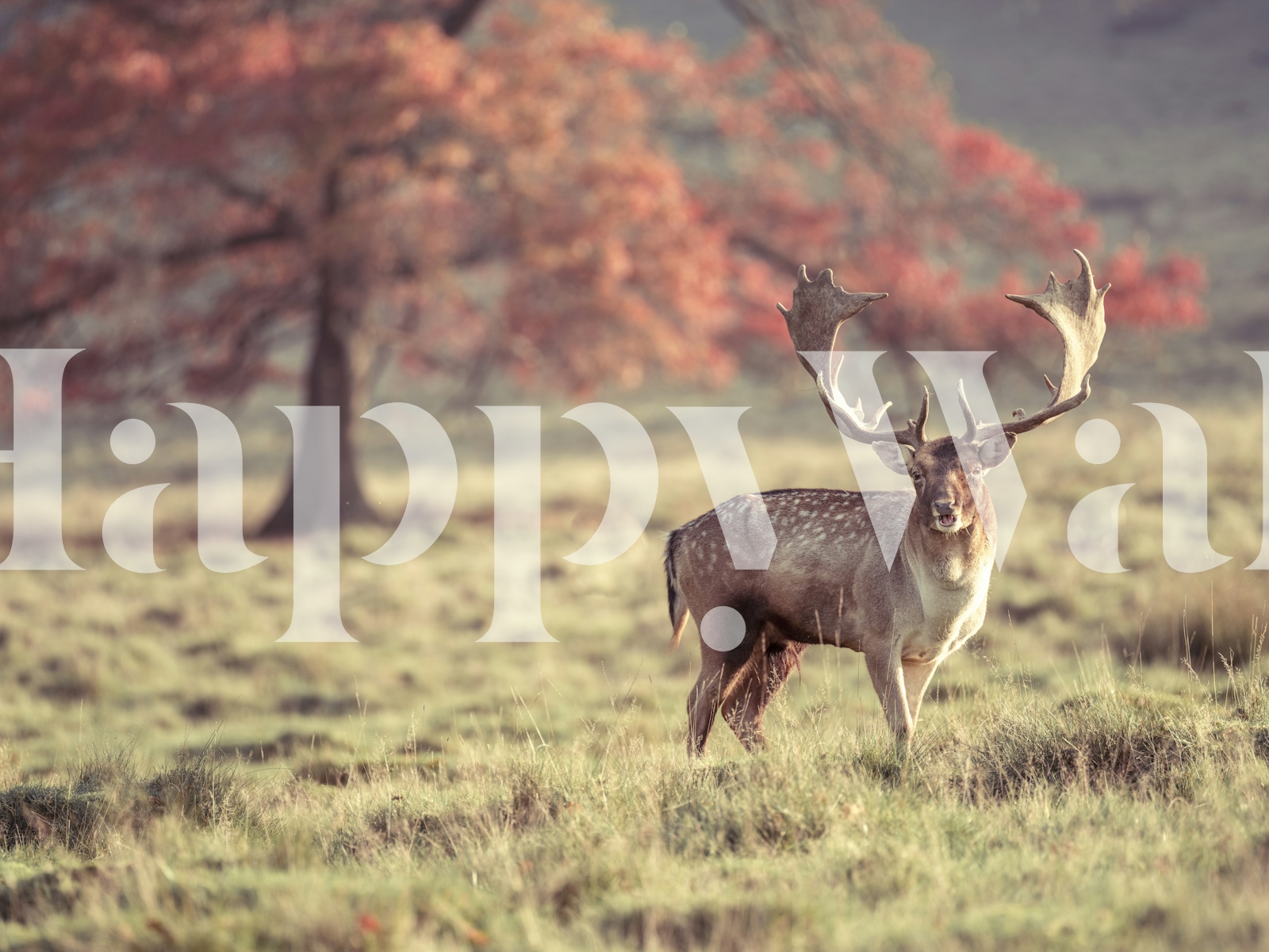 Stag Roaming Free Wallpaper | happywall.com
