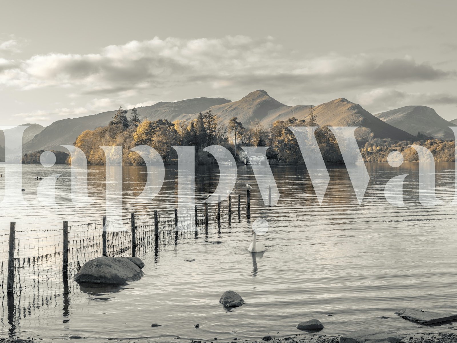 Morning Lake Wallpaper | happywall.com