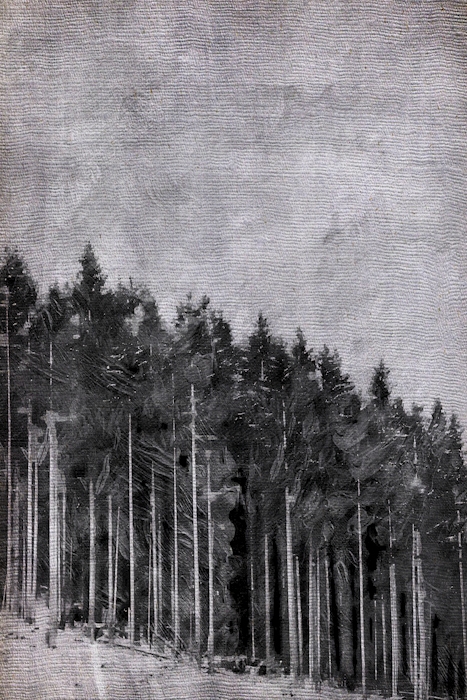 Gray Forest Pine Tree Wallpaper