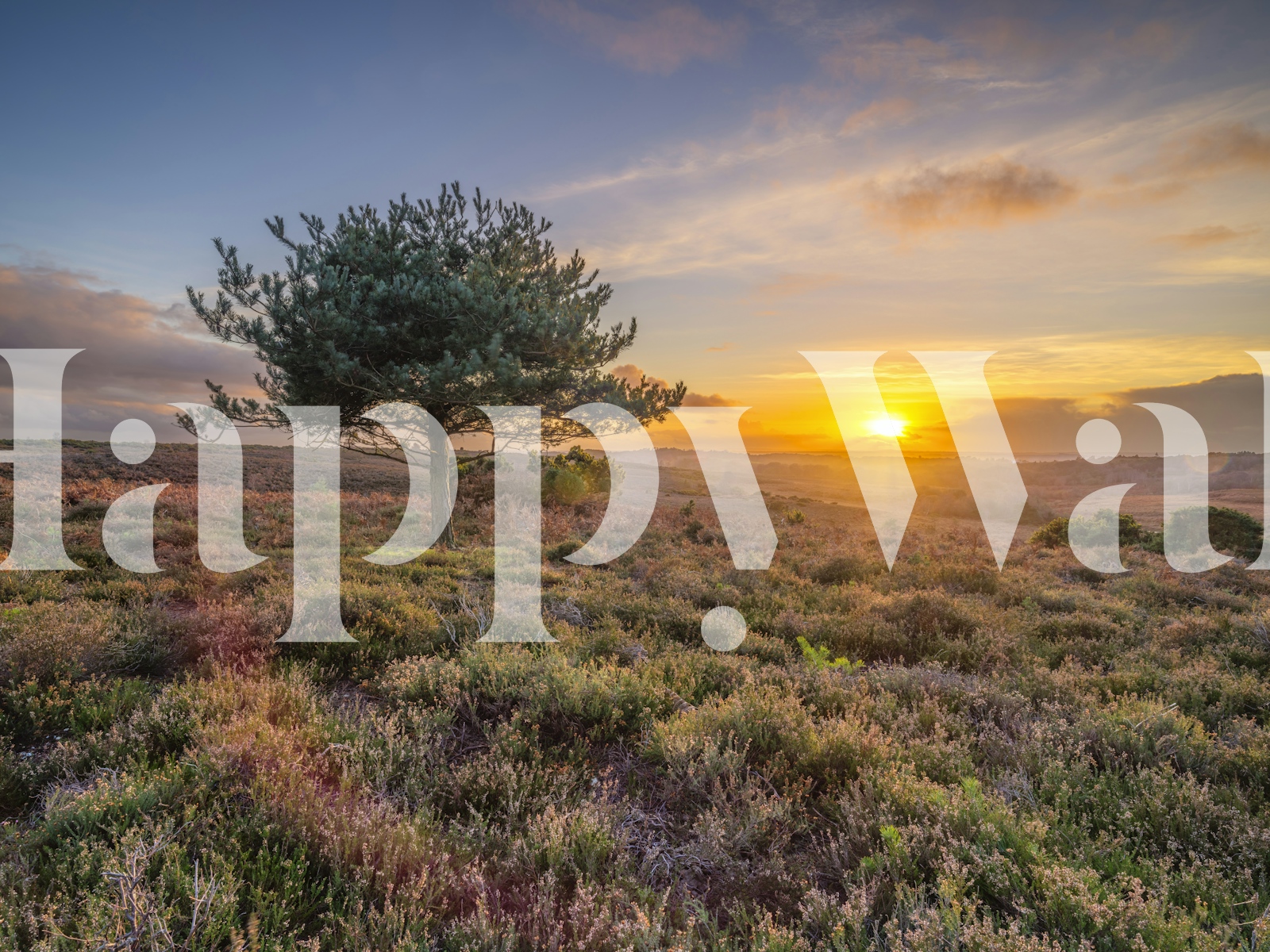 Lone Tree Sunset Wallpaper | Happywall