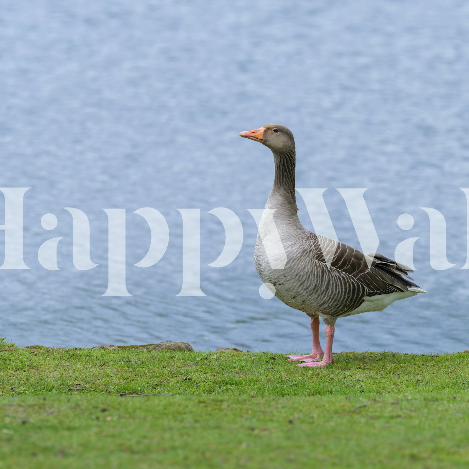 Graceful Goose Nature Wallpaper