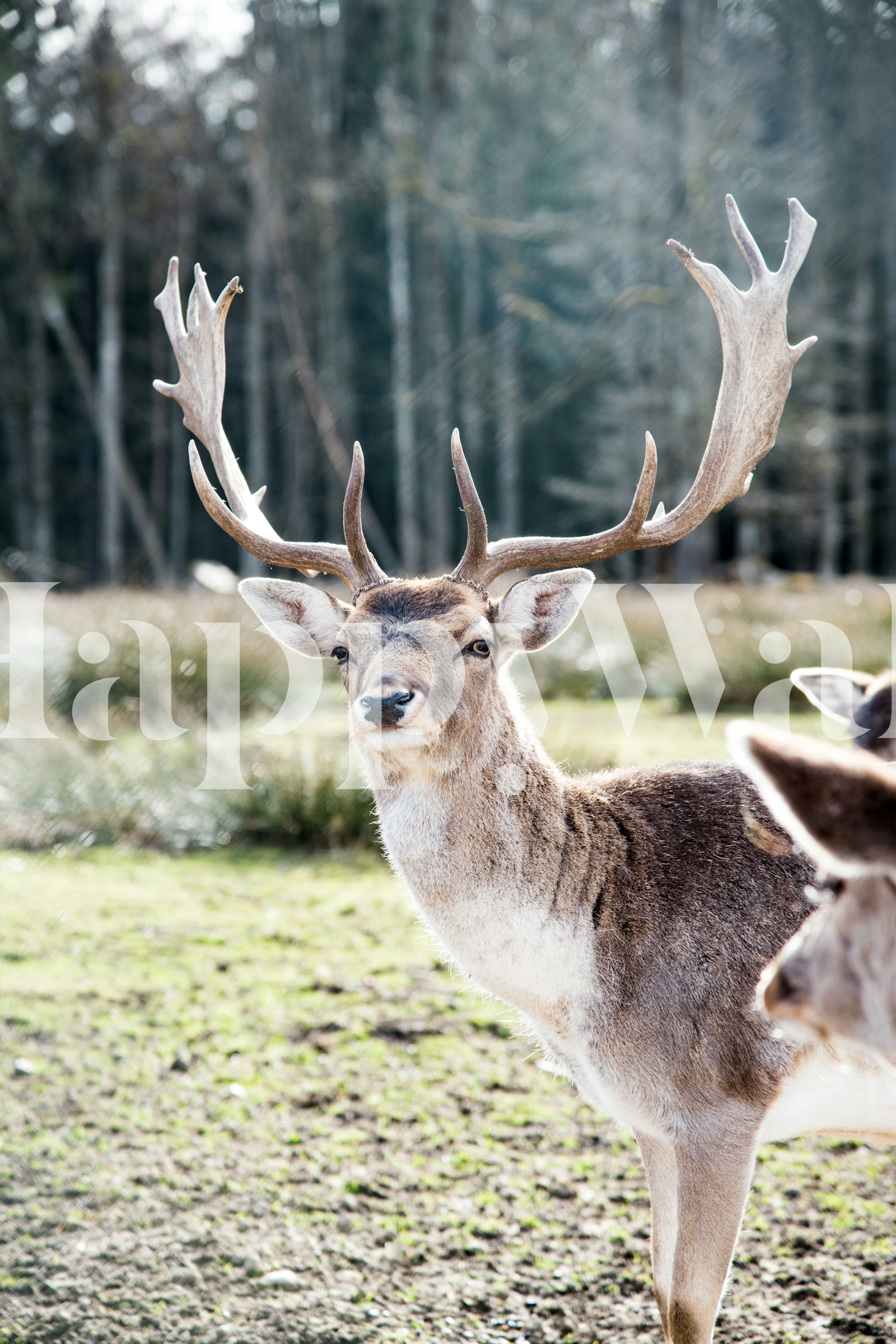 Stag in the Mountain Forest Wallpaper