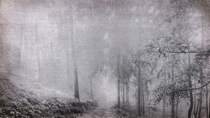 Misty Forest Canvas Grunge - Happywall.com
