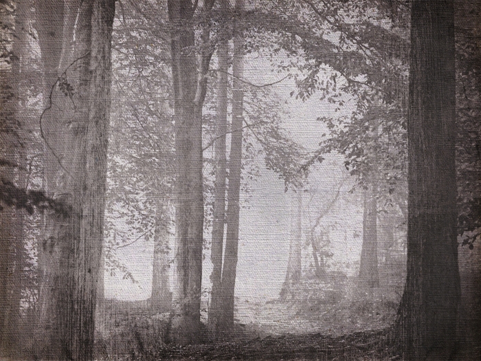 Black and White Forest Wallpaper