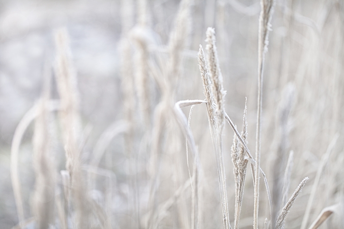 Delicate Winter Grass Wallpaper | Happywall