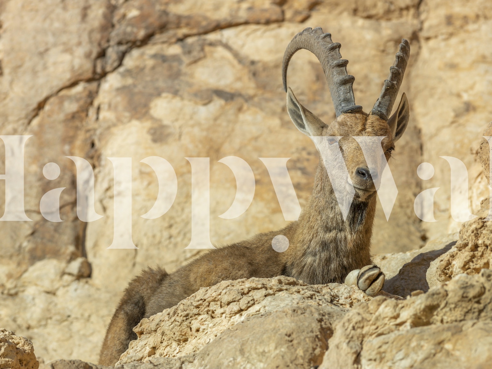 Nubian Ibex Wallpaper - Happywall