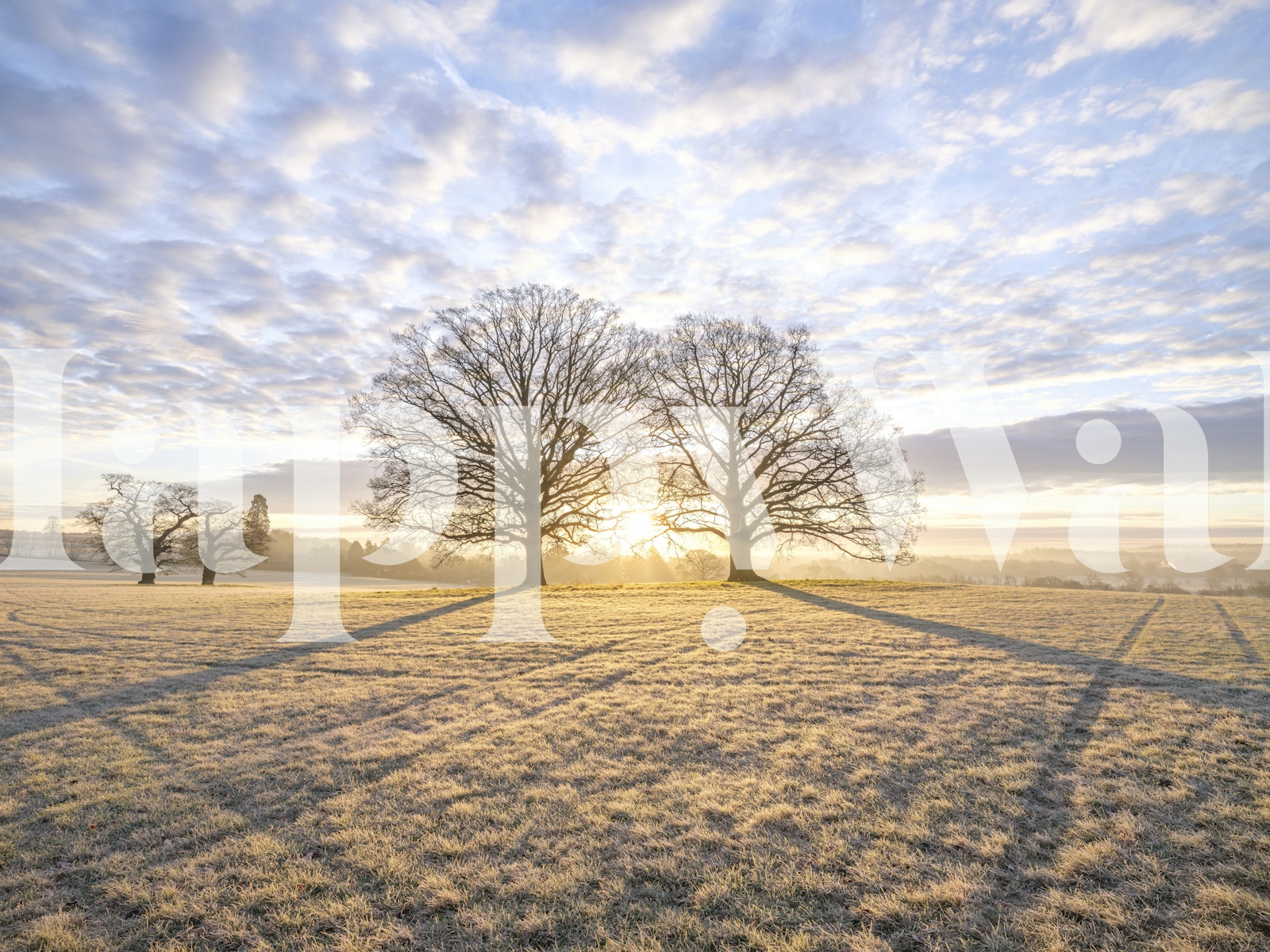 Meadow Majesty Wallpaper - Happywall