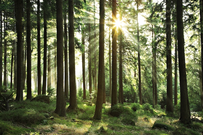 Forest Light Green Nature Wallpaper