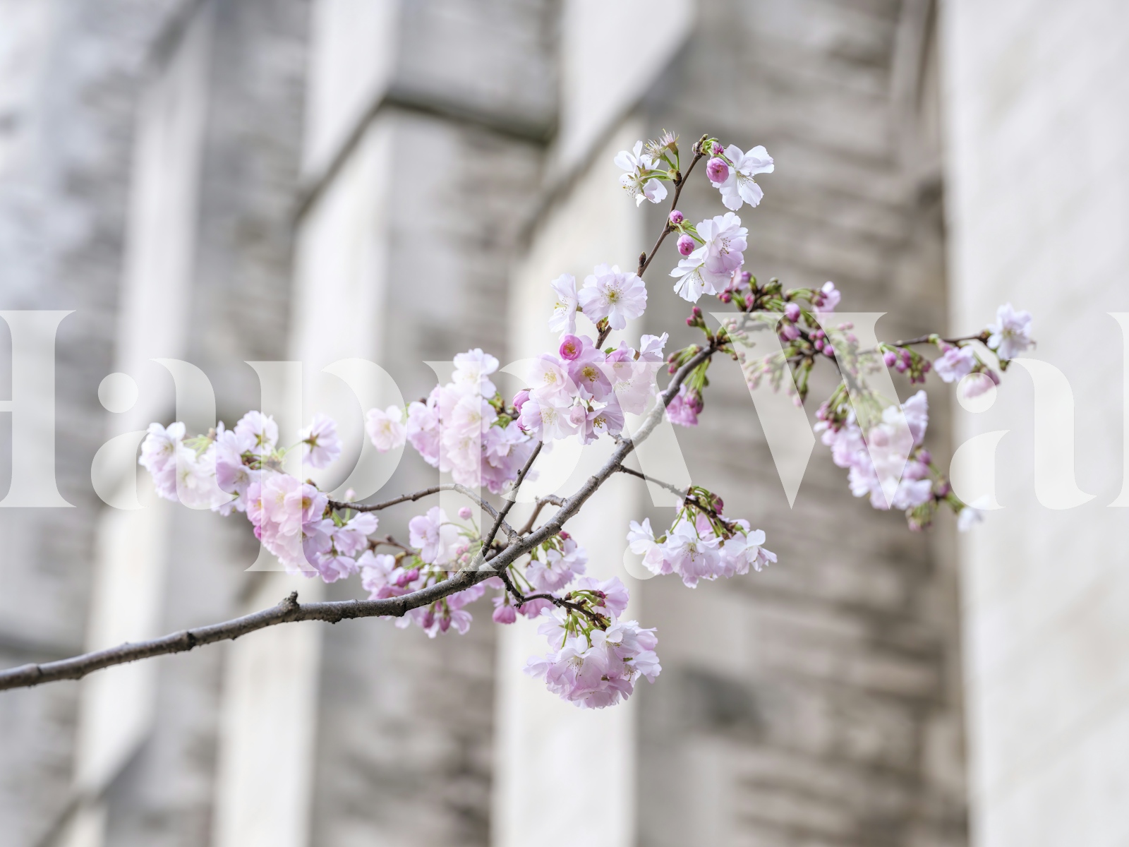 Spring Symphony Wallpaper | Happywall