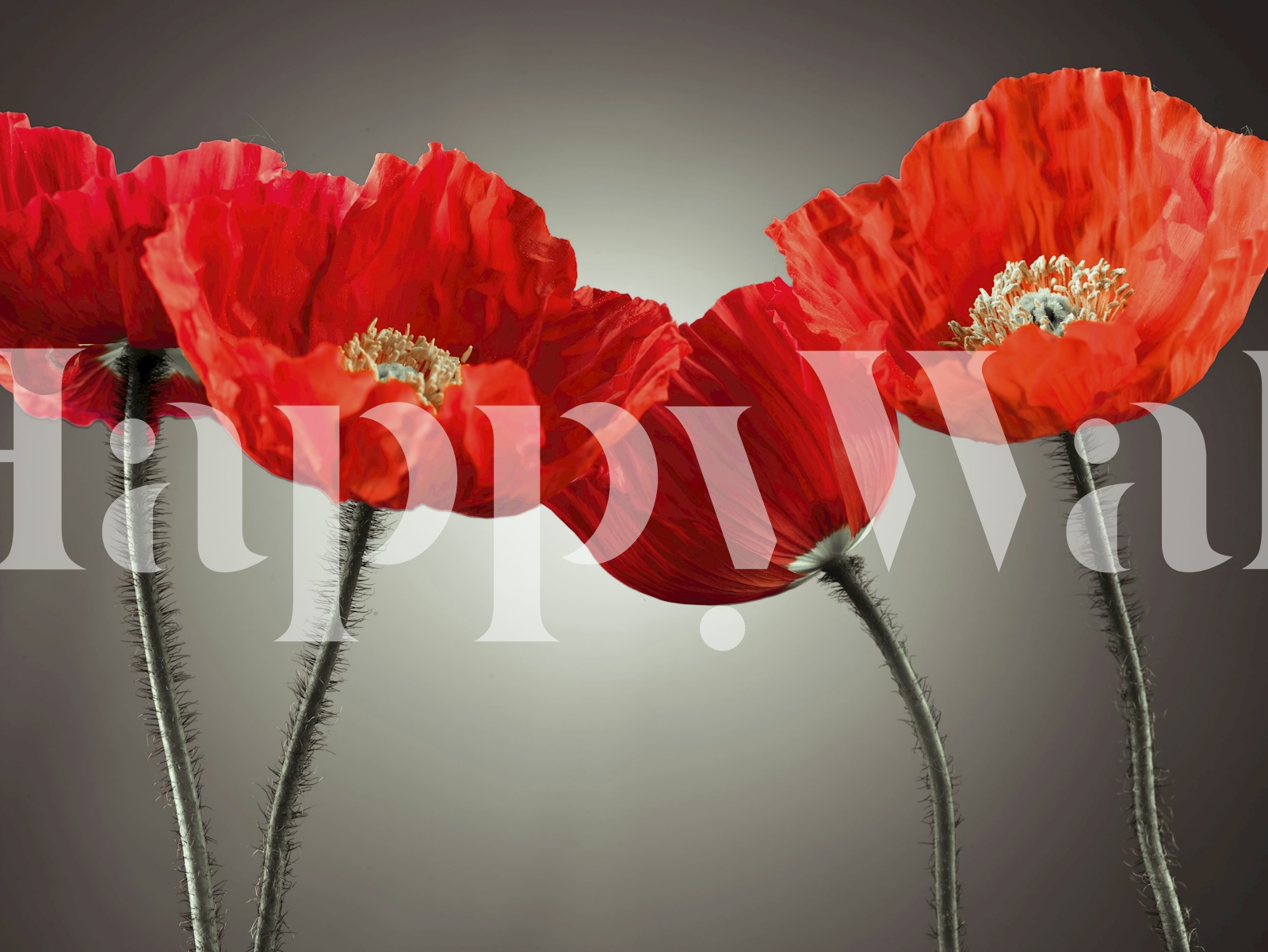 Poppy Parade Wallpaper - happywall.com